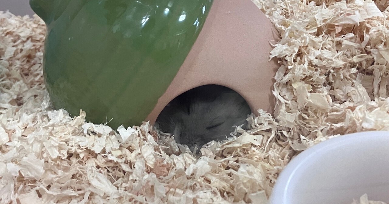 【ハムスター】りみ様 観察日記(20) 12/1〜12/7｜ichi LABO