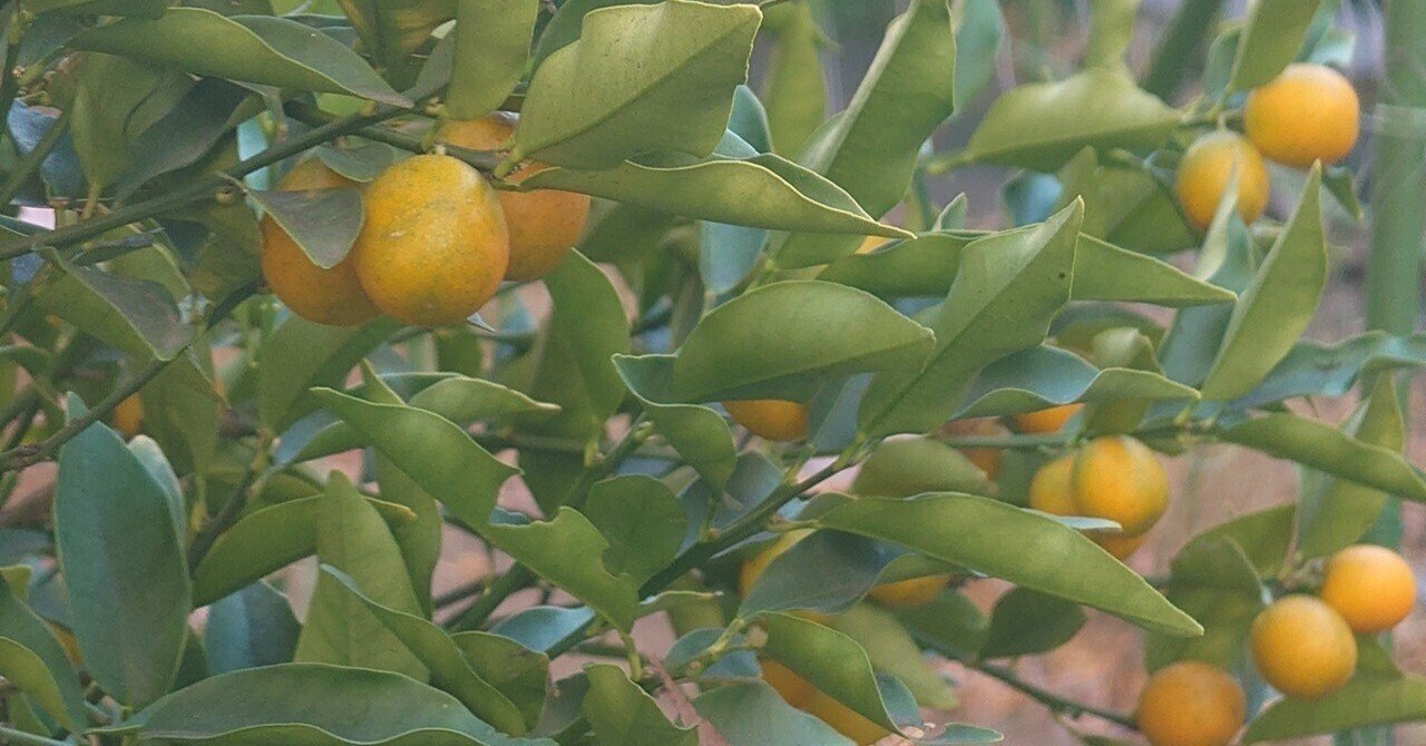 アヒルノイエ漫録 第13回｜boidマガジン