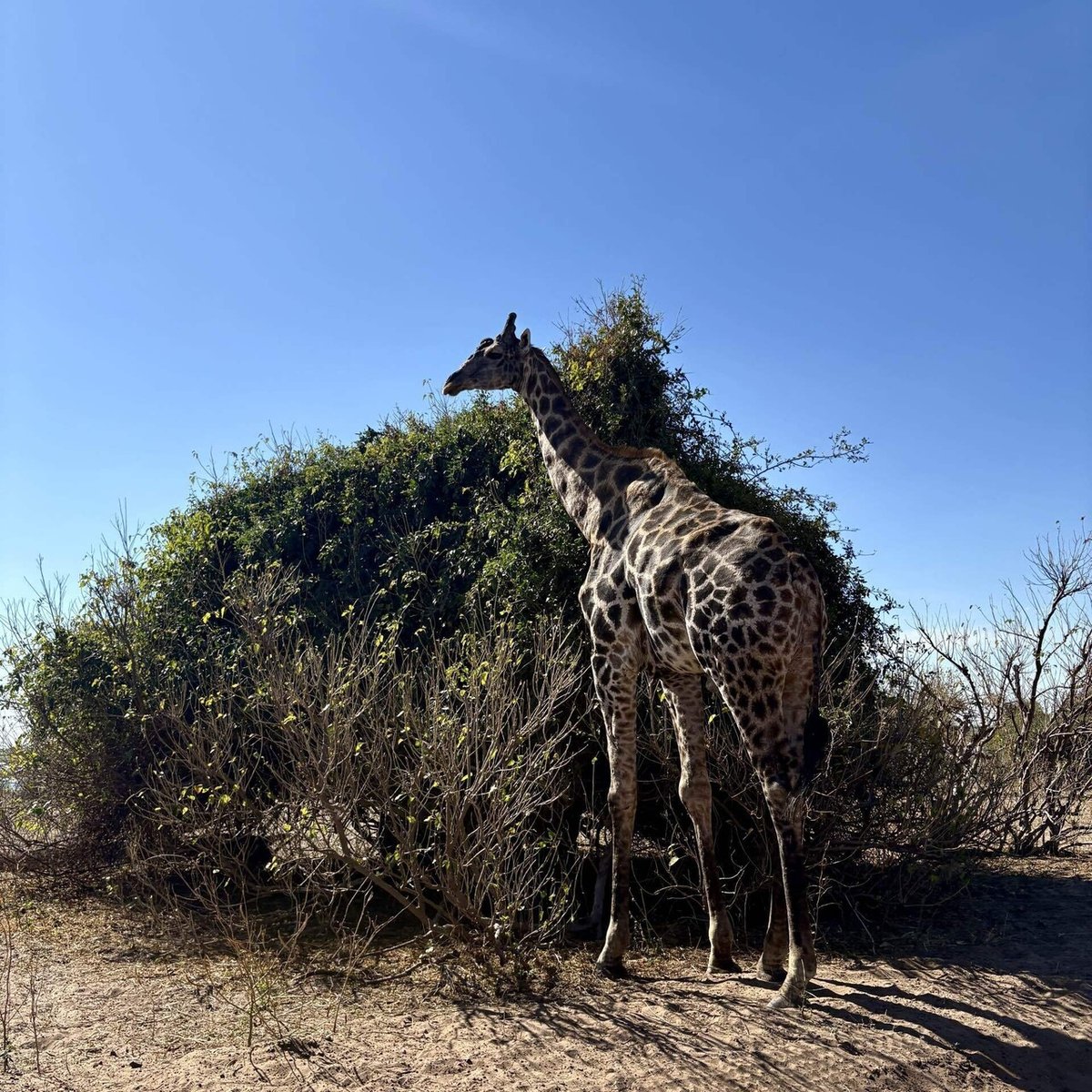 【アフリカ探訪 #8】ボツワナ｜Kanta Asada / 浅田 幹太