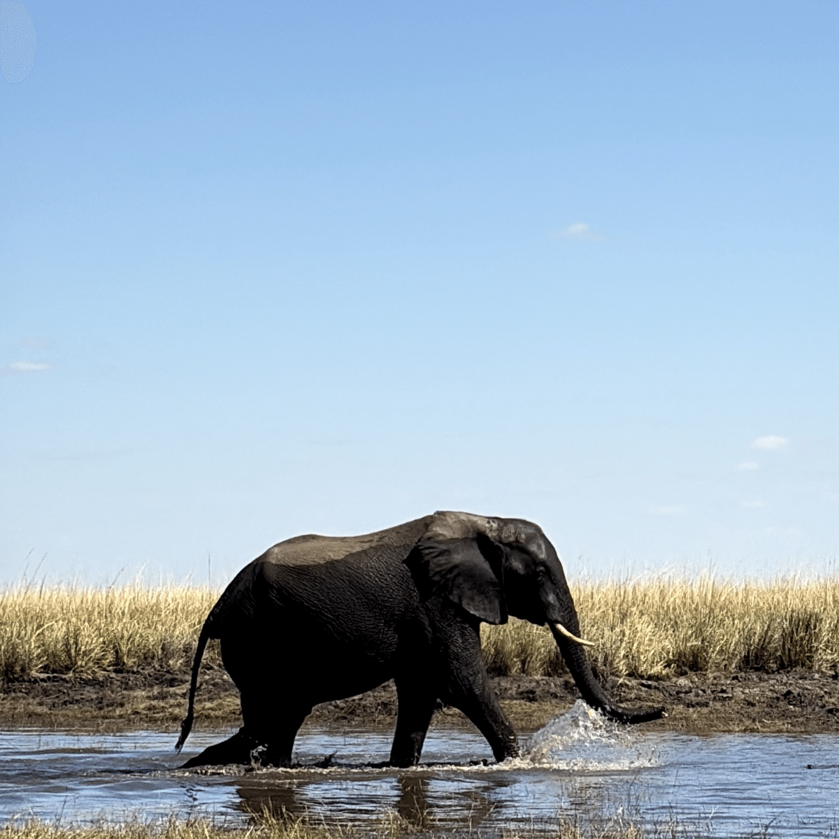 【アフリカ探訪 #8】ボツワナ｜Kanta Asada / 浅田 幹太