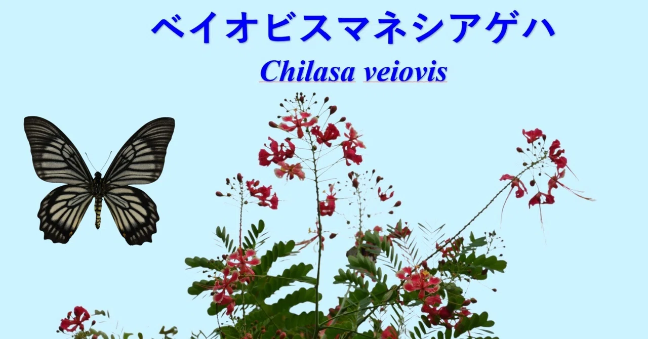 ベイオビスマネシアゲハ🦋 Chilasa veiovis｜Tropical Delights Lover