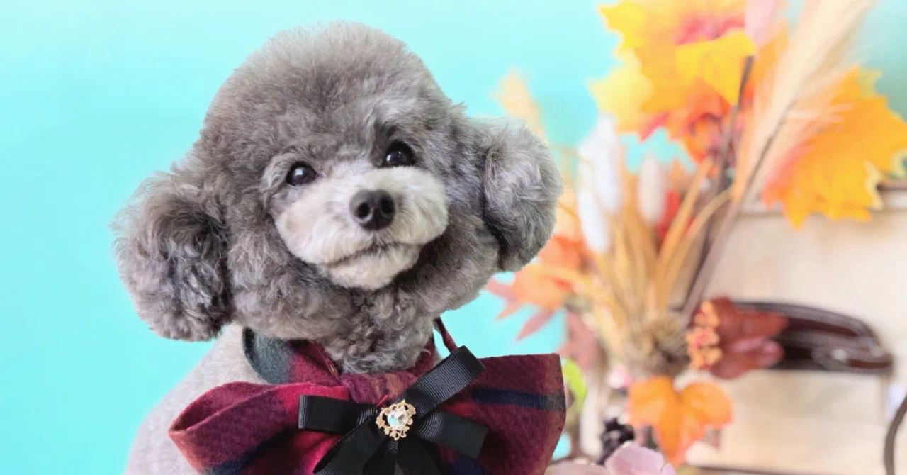 PERI.DOG SALON モニター様募集！｜PERI.DOG SALON