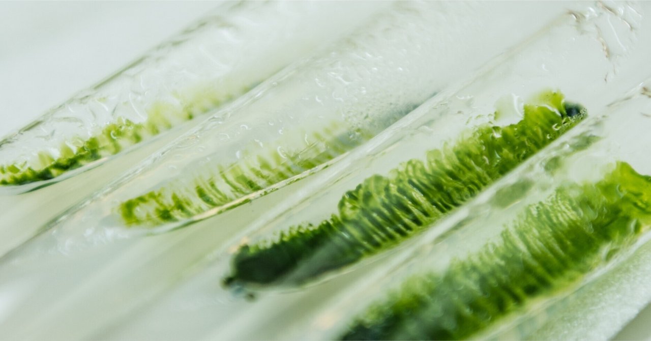 『クロレラと日本の物語』 −未来を託された一粒の細胞−｜續池均（kintsuzuike）@MTR Method Lab®︎