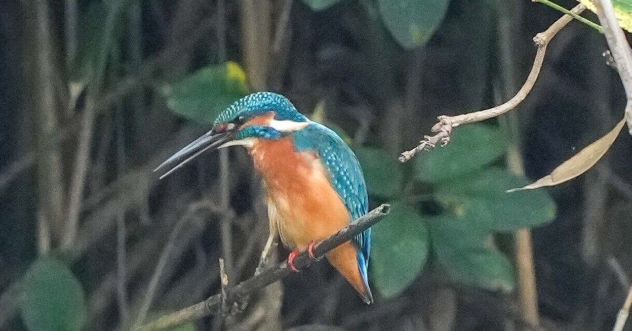 TOPIK2結果発表｜Chacoder