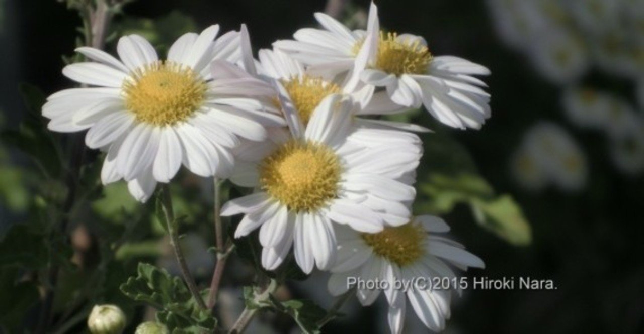 シャープのマスクサイト 俺も参戦したけど3度しか侵入できず。｜hiroki-nara