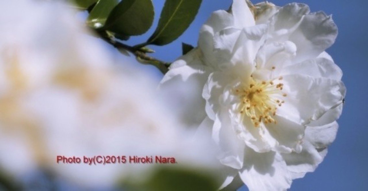 パリ在住の辻仁成 「ロックダウン慣れしてしまって、ものすごい人が通りに」と報告｜hiroki-nara