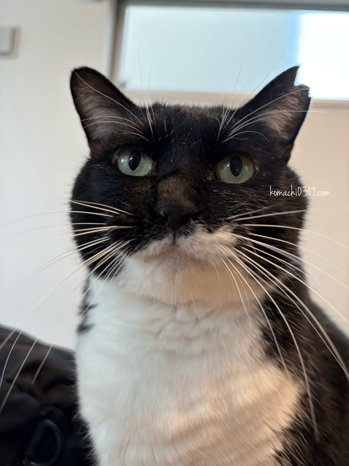 2025年12月13日 朝の猫達｜こまち