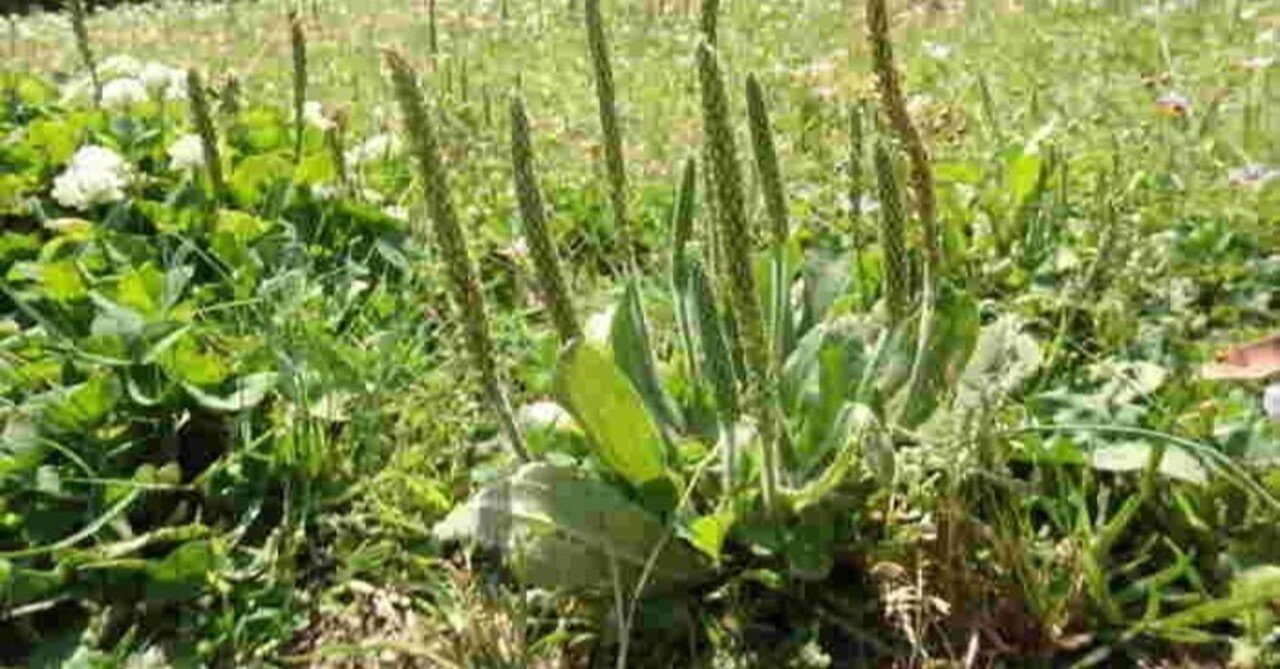 8種の野草で命を守れ！日本人が忘れた1万年のサバイバル術｜Mippya78 新しい光の波動