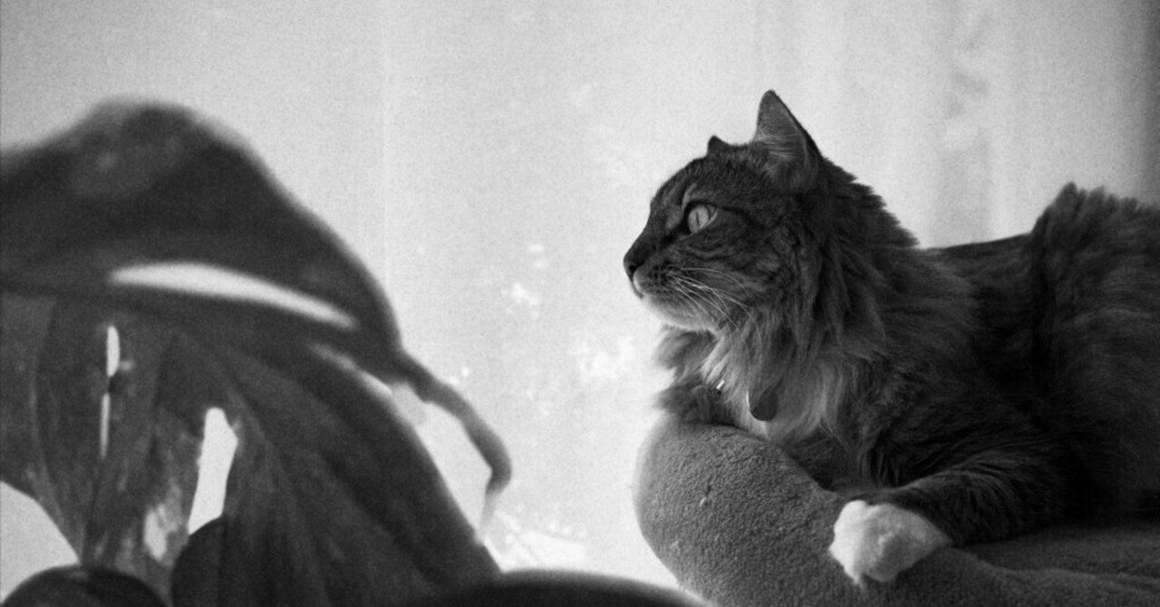 Leica LUX｜helloryuji