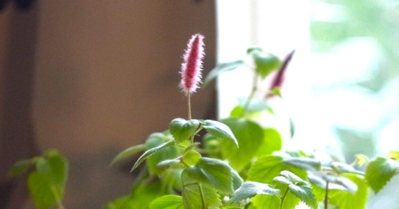 「光でスケッチ」 キャットテール｜Rabi Sato