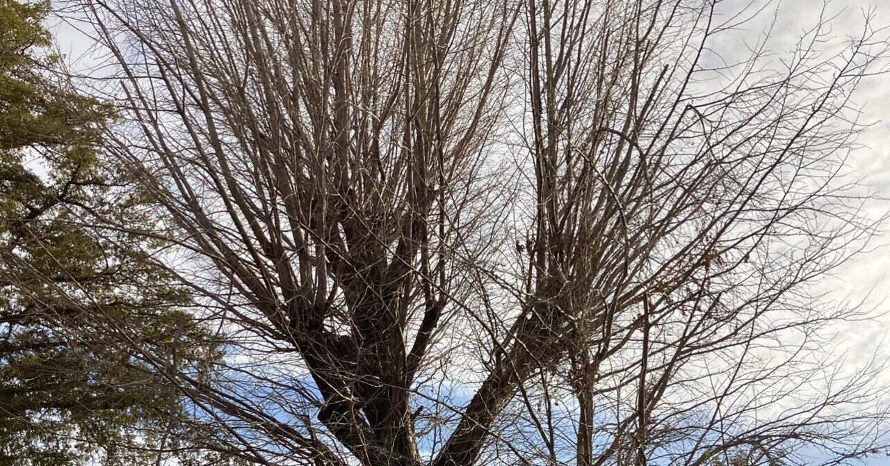 練馬の風景〜八坂神社の銀杏 Scenery of Nerima〜 Ginkgo tree at Yasaka Shrine｜Chubby in ...