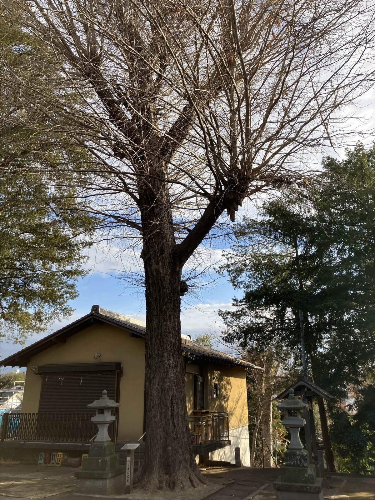 練馬の風景〜八坂神社の銀杏 Scenery of Nerima〜 Ginkgo tree at Yasaka Shrine｜Chubby in ...