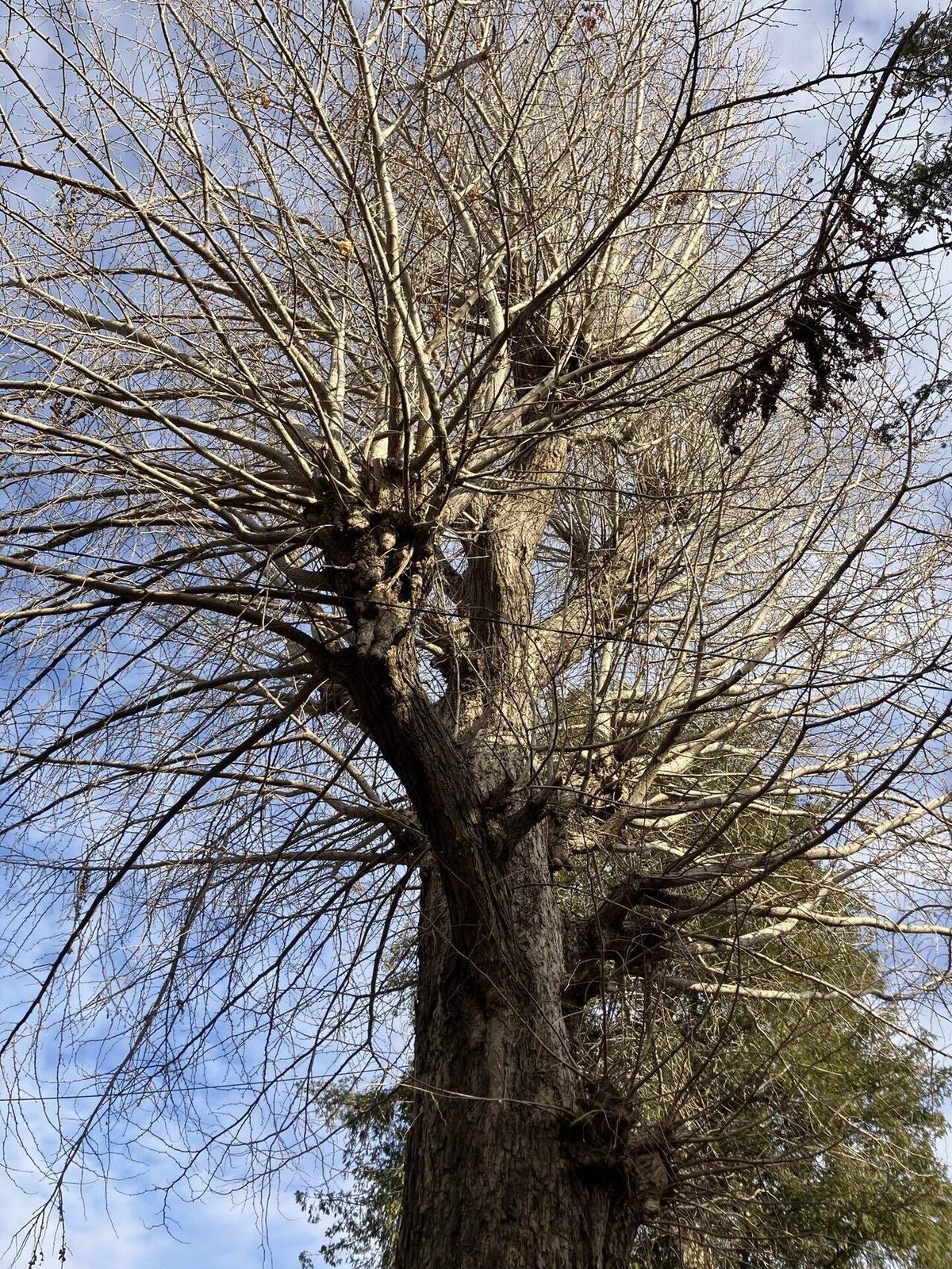 練馬の風景〜八坂神社の銀杏 Scenery of Nerima〜 Ginkgo tree at Yasaka Shrine｜Chubby in ...