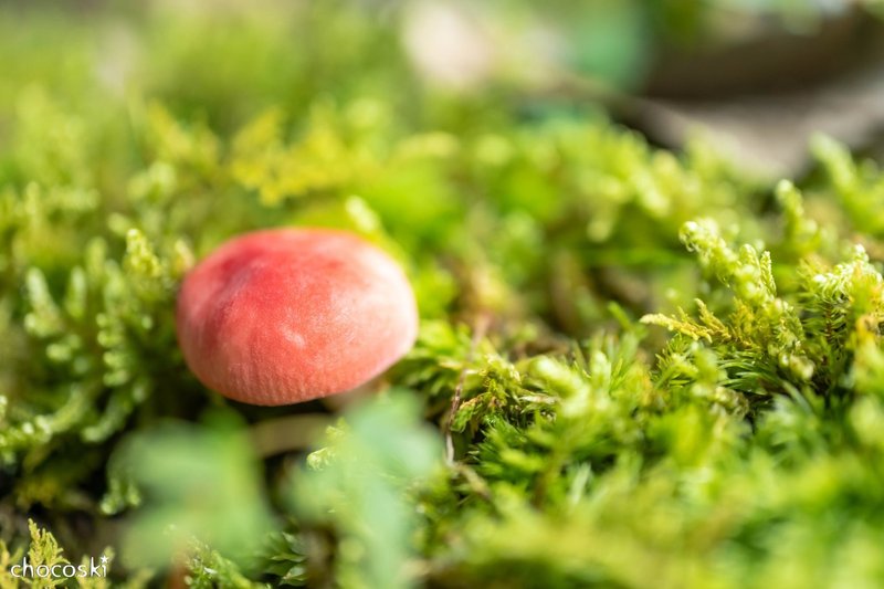 これ、桃じゃん＊ベニタケのなかま｜ちょこすき～☆きのこ