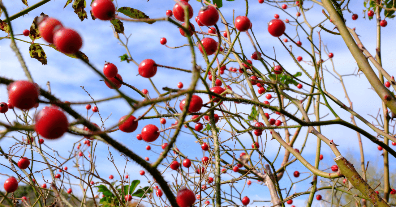 TOSSY ではじめる銀とトルコリラ円観察日記 12 月 15 日｜正則化項つきで最小化された政府