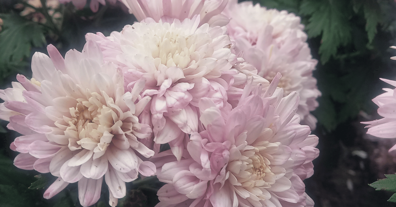 お骨となり無言の帰宅｜「35歳で喪主となった」2024年、主人を亡くしこの地獄をどう生きようか。〜吉見 華〜