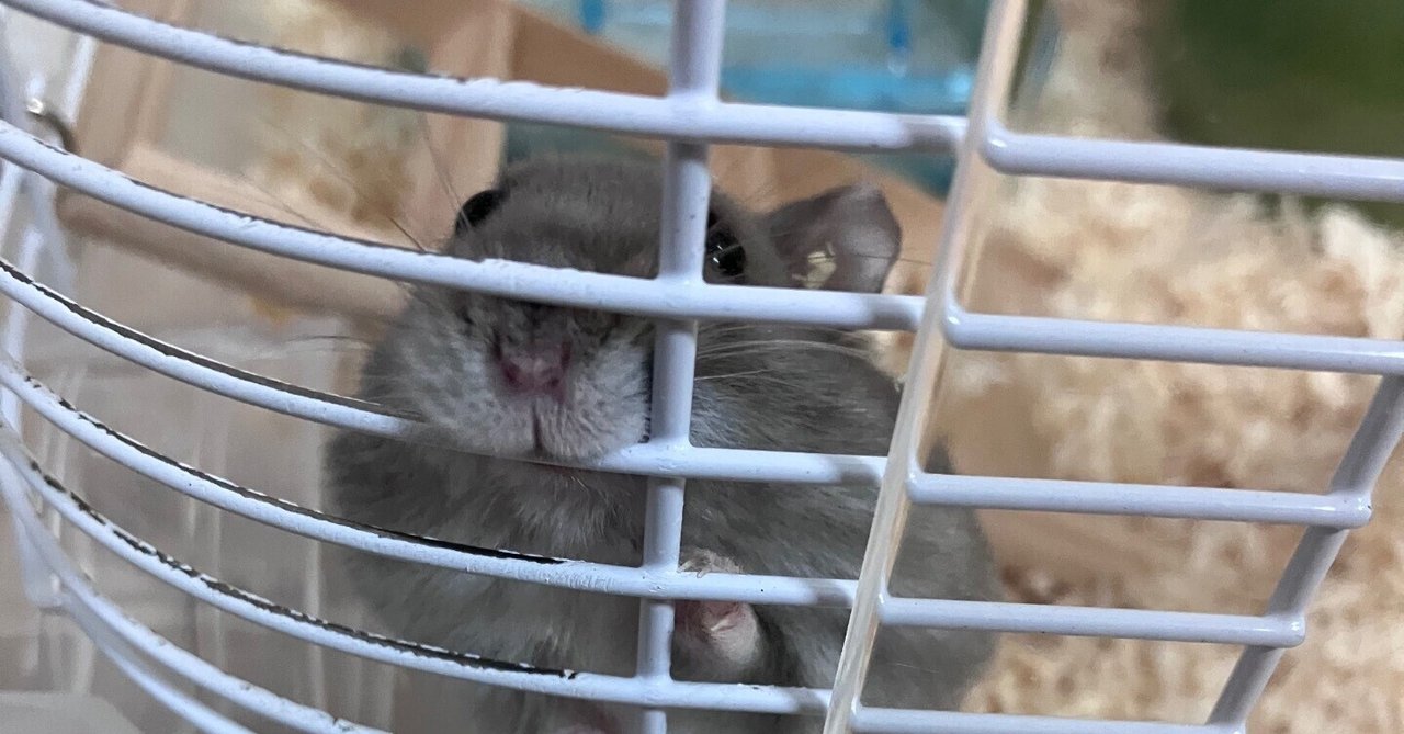 【ハムスター】りみ様 観察日記(21) 12/8〜12/14｜ichi LABO