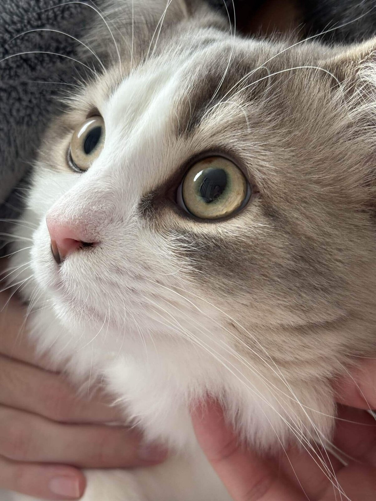 愛猫ちゅぺ日記｜歯磨きに慣れてきた！お利口なちゅぺ｜tyu.pe_fuwaneko🐈愛猫と暮らし