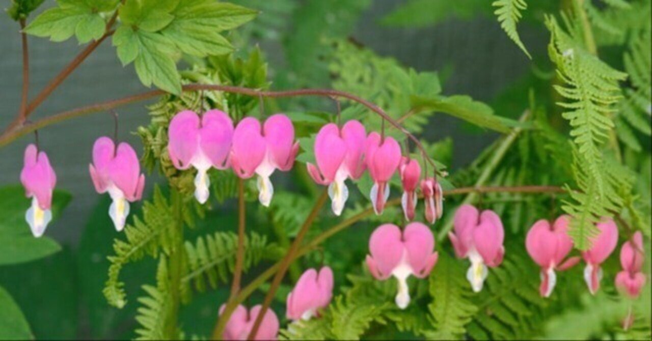 Bleeding Heart ― 心を開くということ（連載①「心が割れるとき、何が外へ向かうのか」）｜Joe