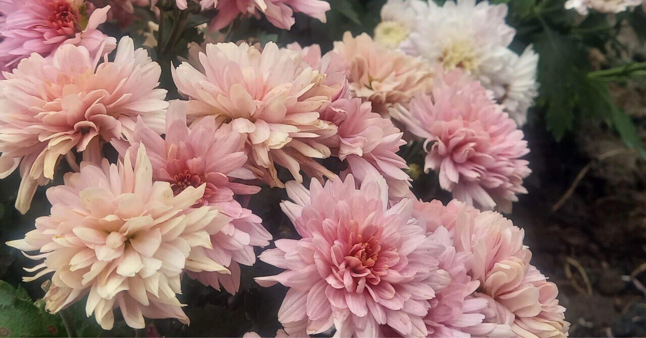 自己紹介②｜「35歳で喪主となった」2024年、主人を亡くしこの地獄をどう生きようか。〜吉見 華〜