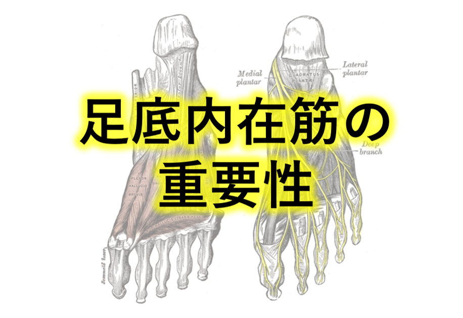 足底内在筋の重要性🌟｜Y.K｜note