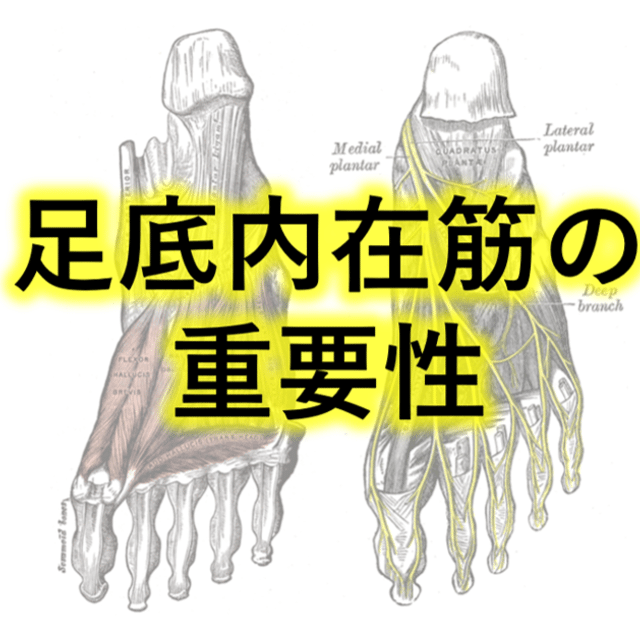 足底内在筋の重要性🌟｜Y.K｜note