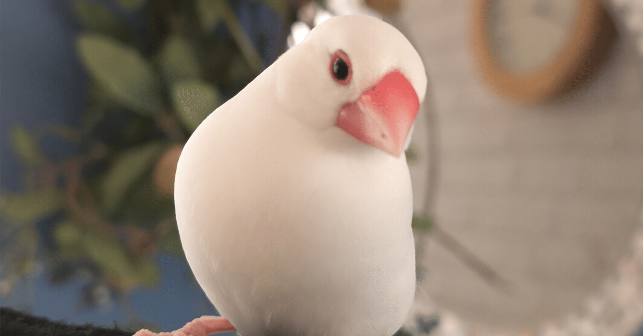 「文鳥みたいになった父の話」①〜パソコンを背負って走る日〜｜ジーグランチェスター