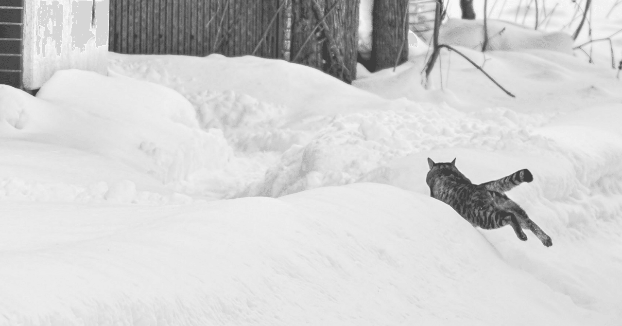 #098 cats / SIGMA SD1 Merrill 〜 猫の記憶とその記録 003 〜｜Yurihiro Yoshida