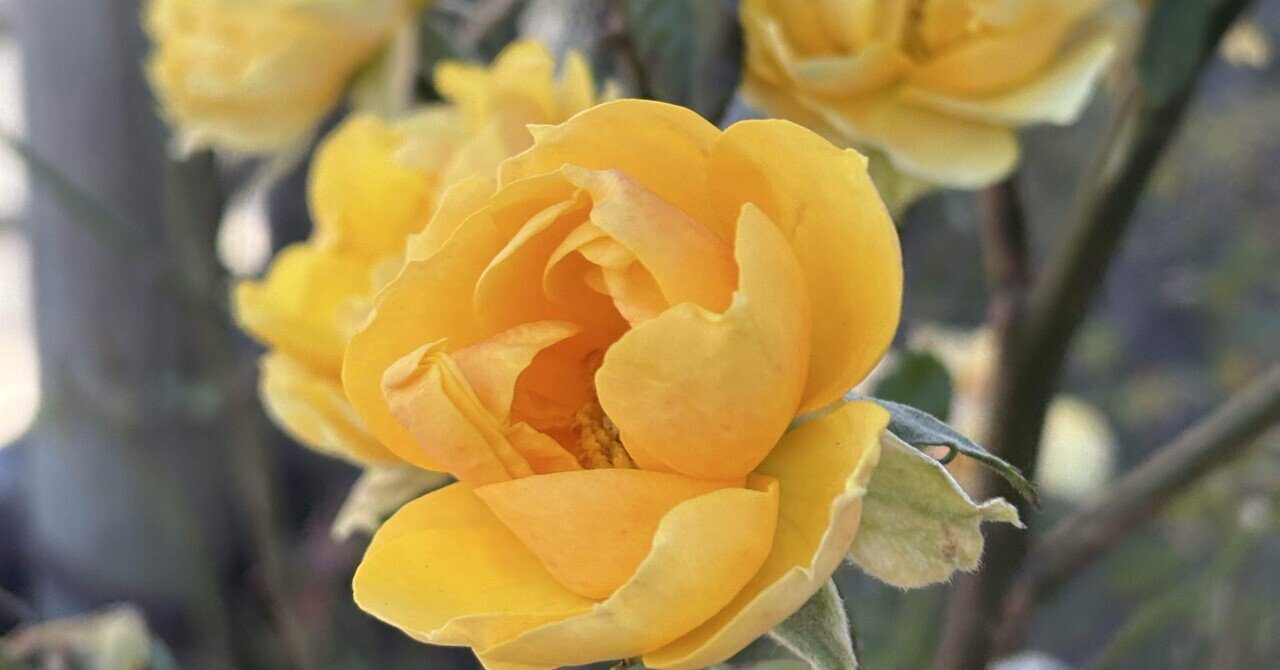 還暦は惑う、バイク教習の一本橋が出来ないのは、高所恐怖症のせいなんじゃないのかな？笑｜くさかりや まっさお@還暦過ぎると自由