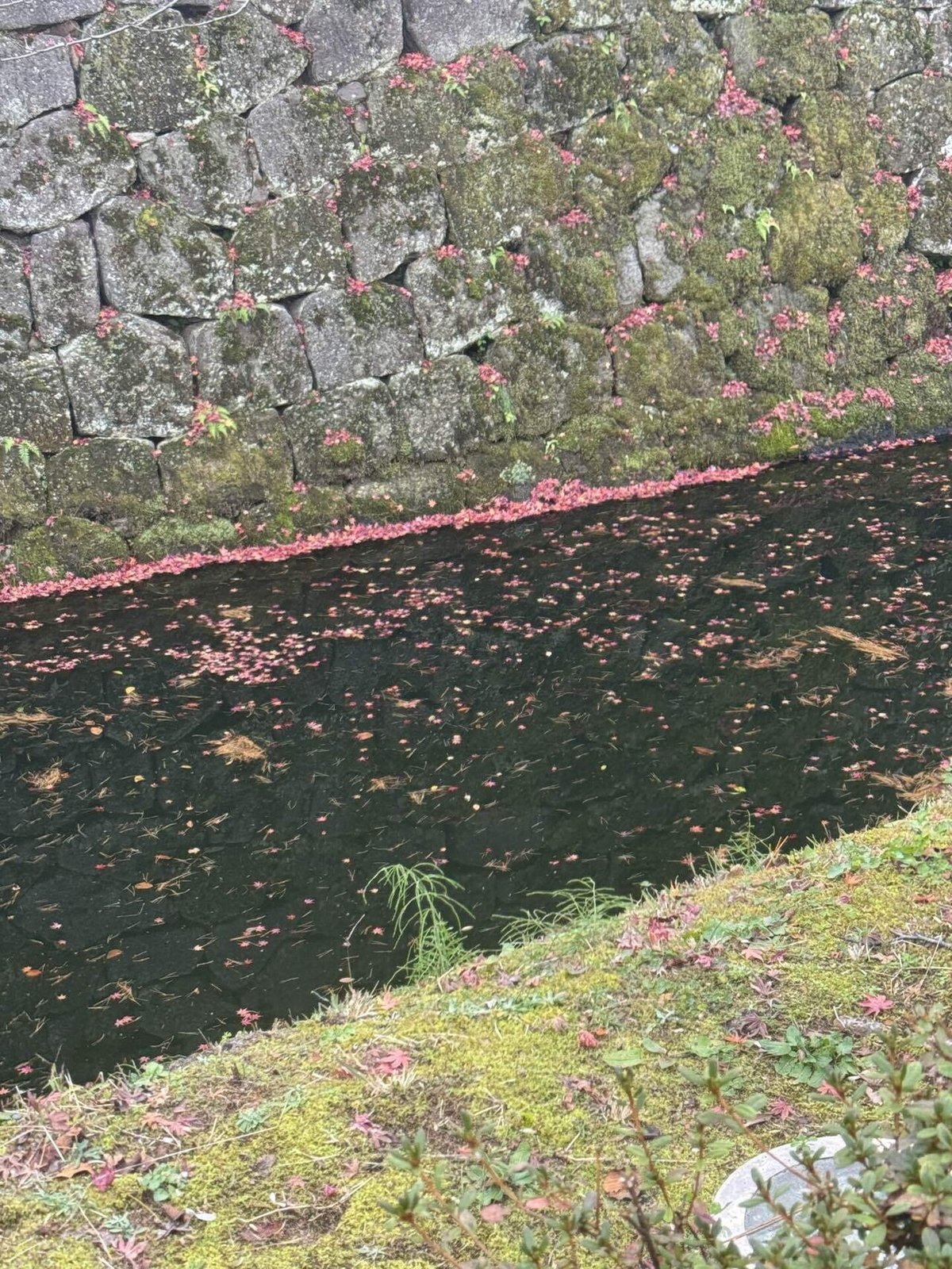 晩秋の金沢城公園散歩｜マギー