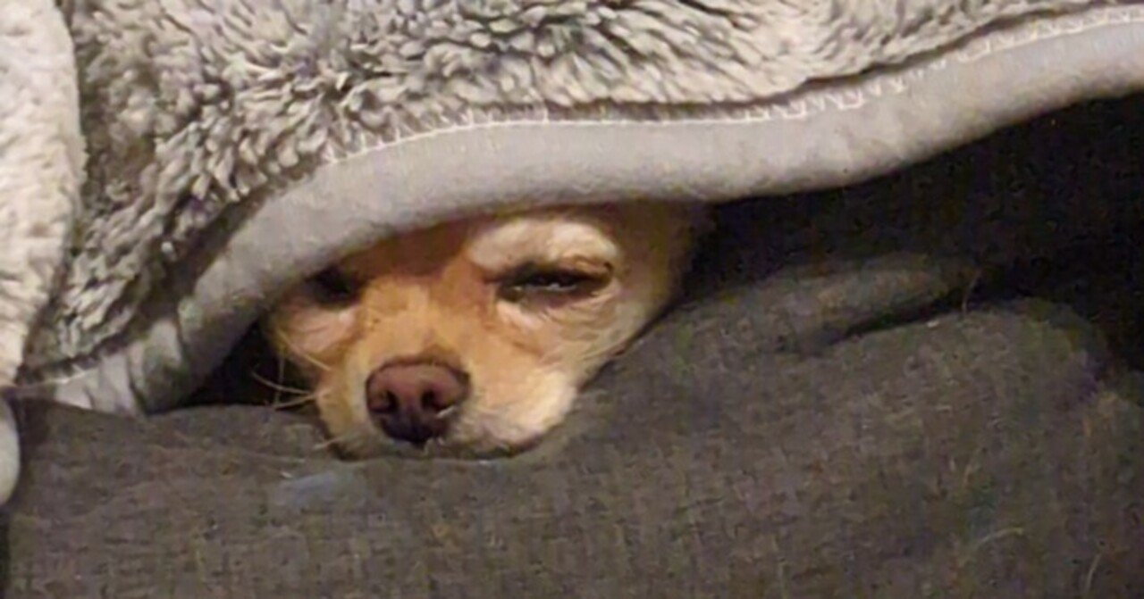 キラーチワワ🐾を手懐ける🐕【番外編】フォローアップレッスンの巻｜ぴんこ