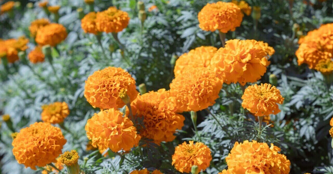 今日もあなたに太陽を〜精神科ナースのダイアリー 個人的感想と全ての関係者様への感謝｜ゆらら