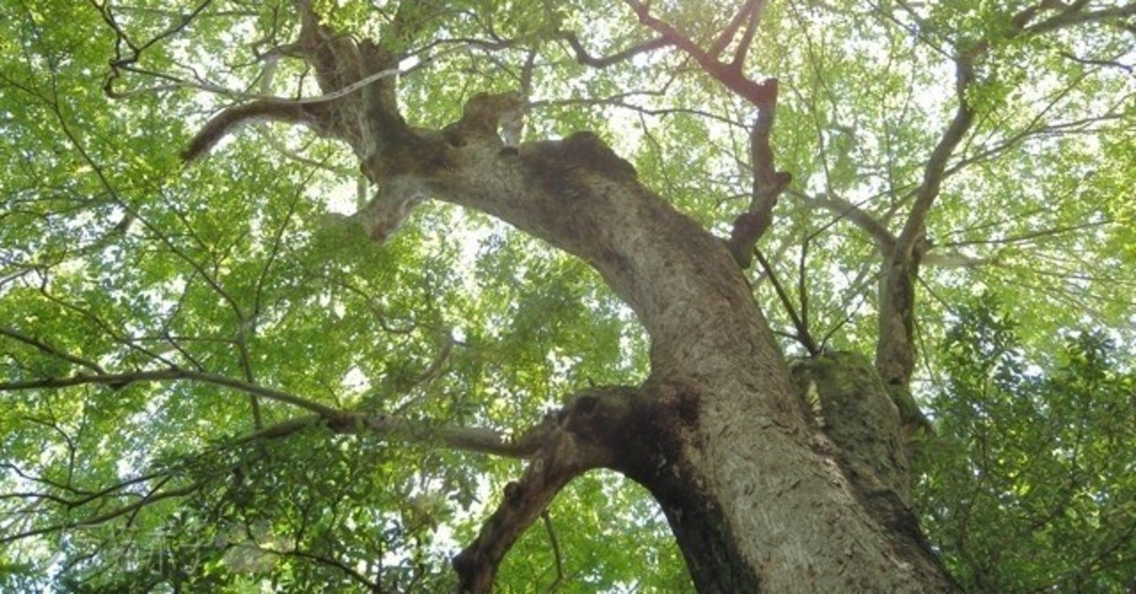 自宅で写経「0th place」の実現｜大場唯央