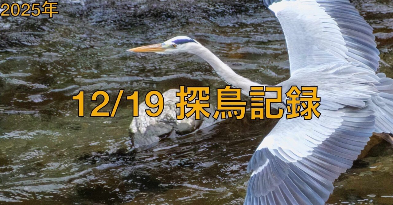 台湾野鳥観察記｜台北南部の林道と都市公園で35種を記録（25/12/19）｜Kaz Minematsu