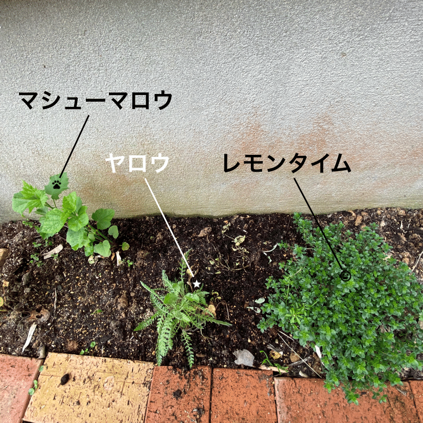 vol.13 コーヒーとか米の研ぎ汁とか｜koikeの菜園日記