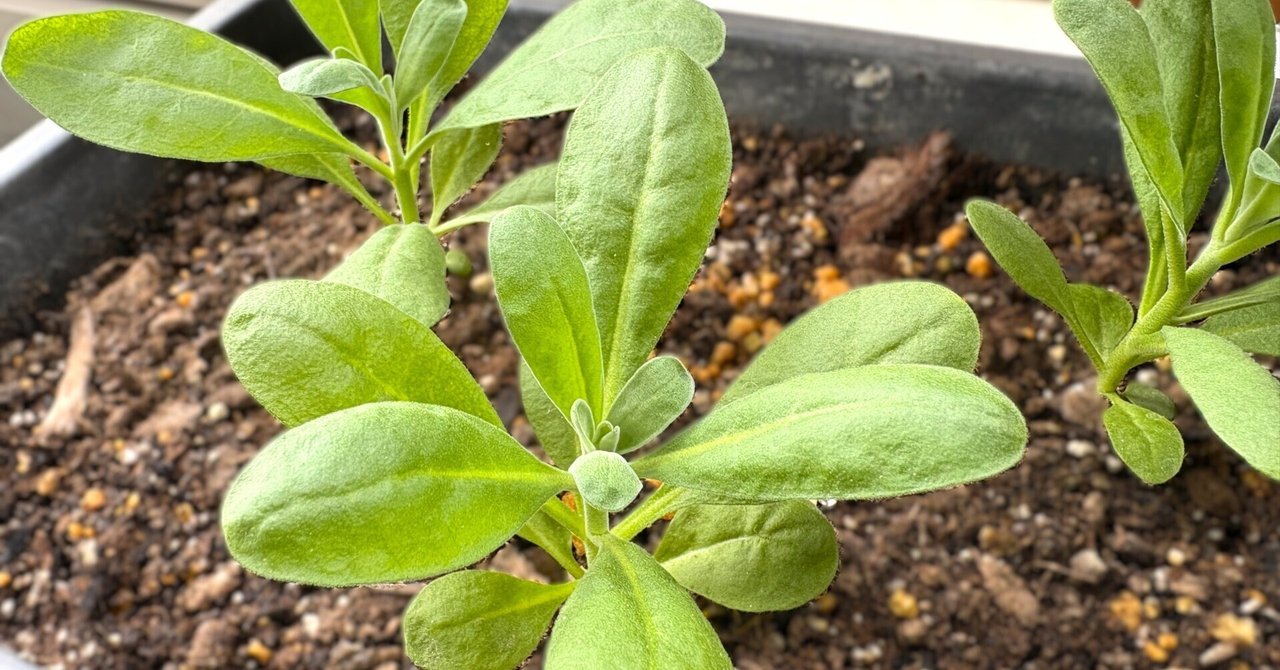 種からストック②｜寒さに負けずぐんぐん成長中🪴｜ラムネ