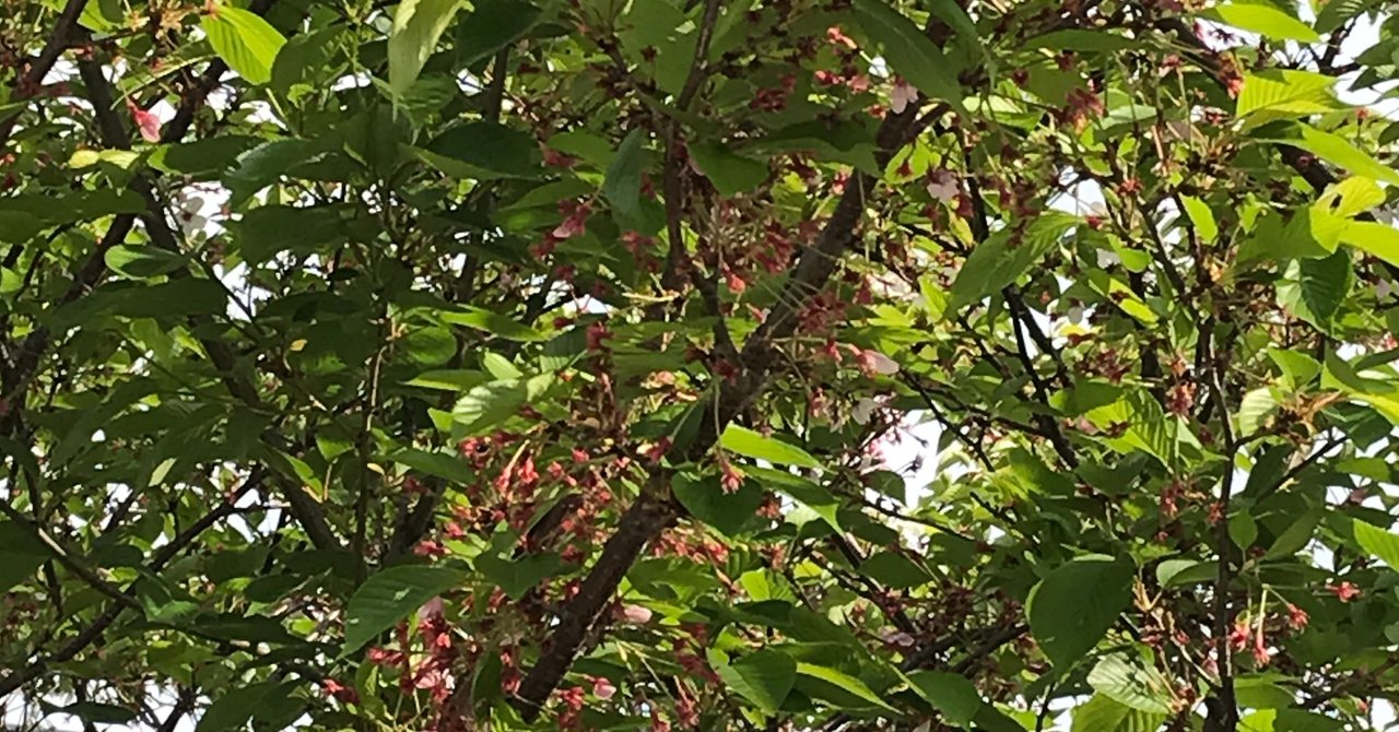 駅前の桜はもうほとんど葉桜だった🍃｜百葉