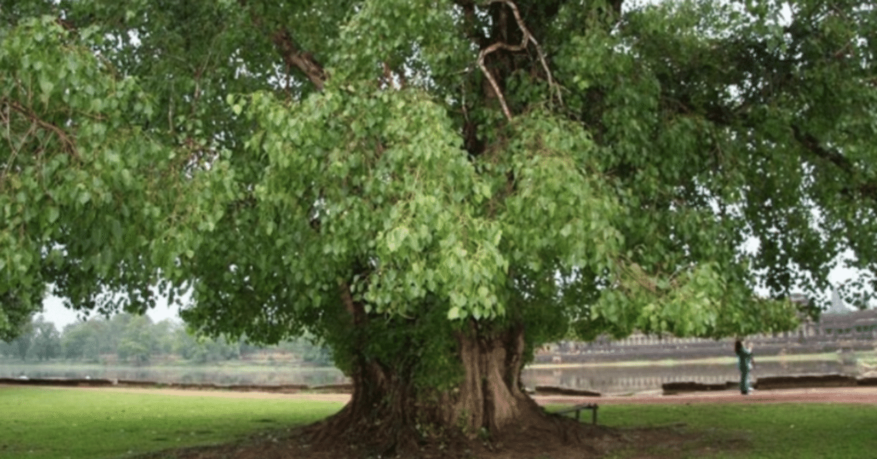 「輪廻」と「進化論」って矛盾のようで一緒。｜野田諒介/Noda Ryosuke