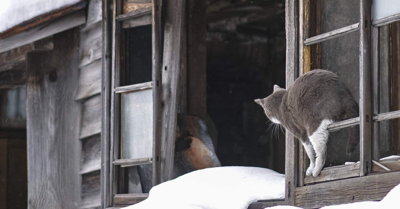 #103 cats / SIGMA SD1 Merrill 〜 猫の記憶とその記録 005 〜｜Yurihiro Yoshida