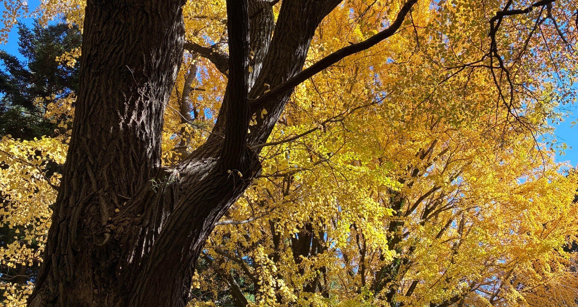 森の活動 - 森林セラピー｜やす＠元公務員｜行動を後押しする伴走コーチ｜note