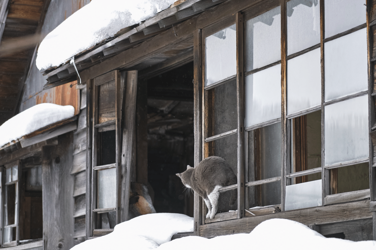 #103 cats / SIGMA SD1 Merrill 〜 猫の記憶とその記録 005 〜｜Yurihiro Yoshida