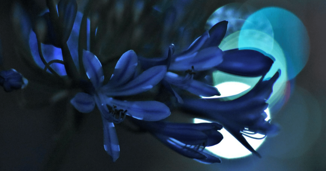 「そっと休みたいあなたへ」夜に咲く花～静けさの中の光～【心に咲いた花】第6章｜くすり/光 to かげ