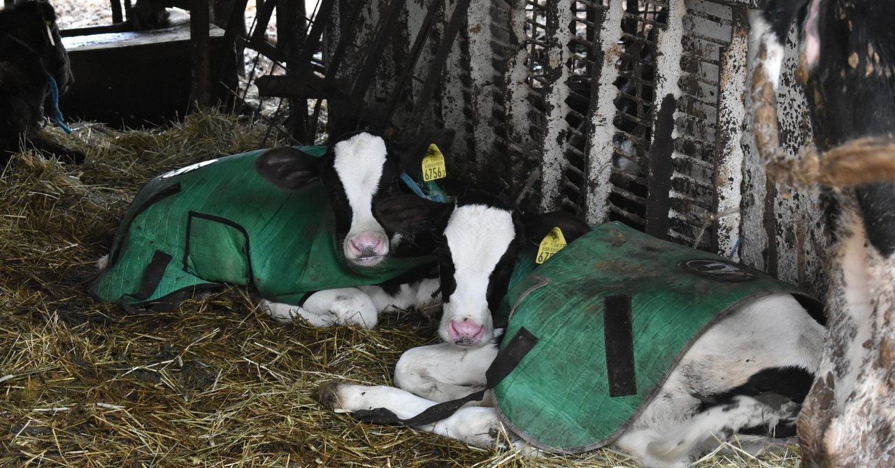 できっこないをやらなくちゃ 畜産体験記｜yuton