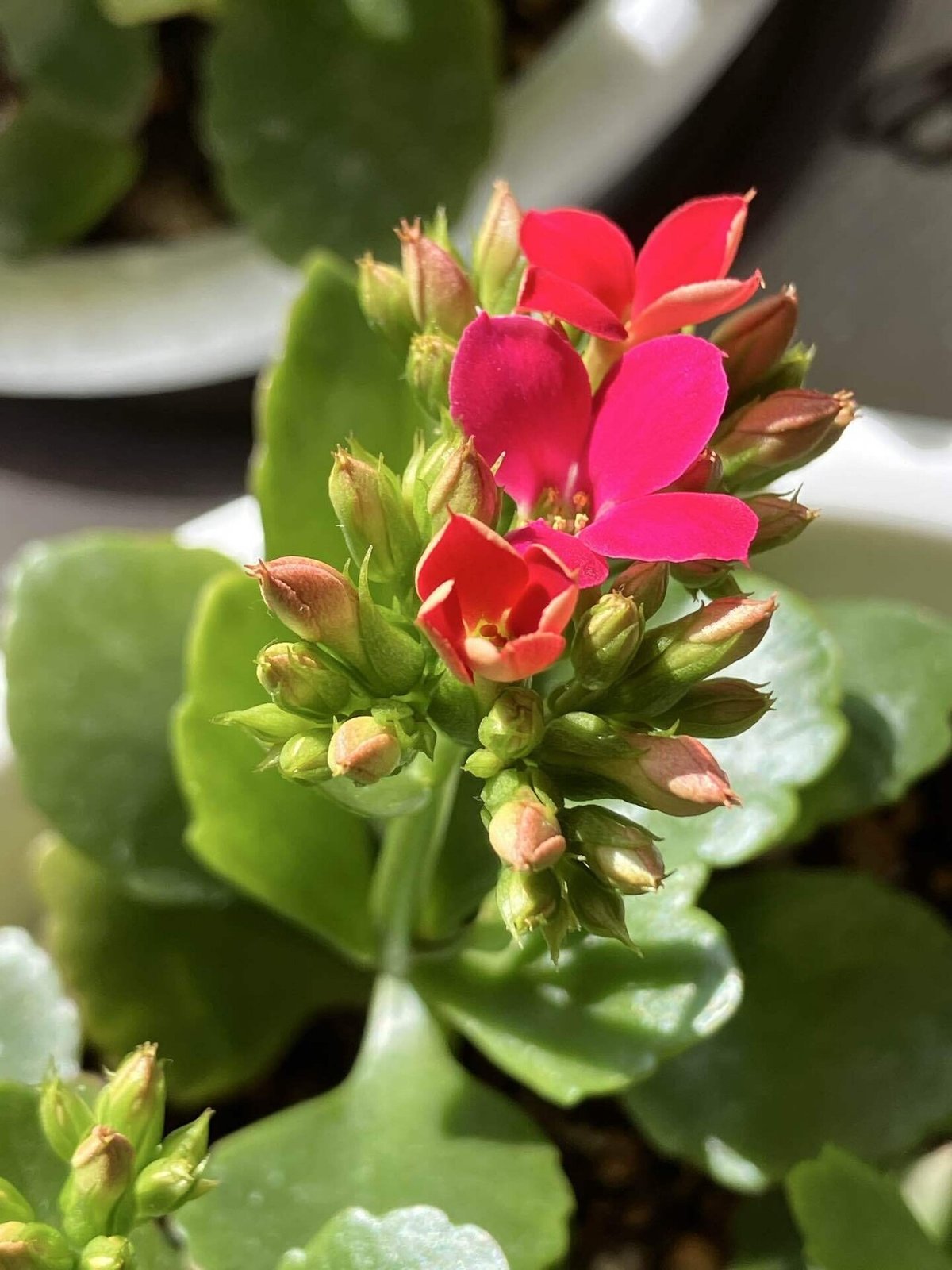 花は順に咲いて｜Kobayashi mu