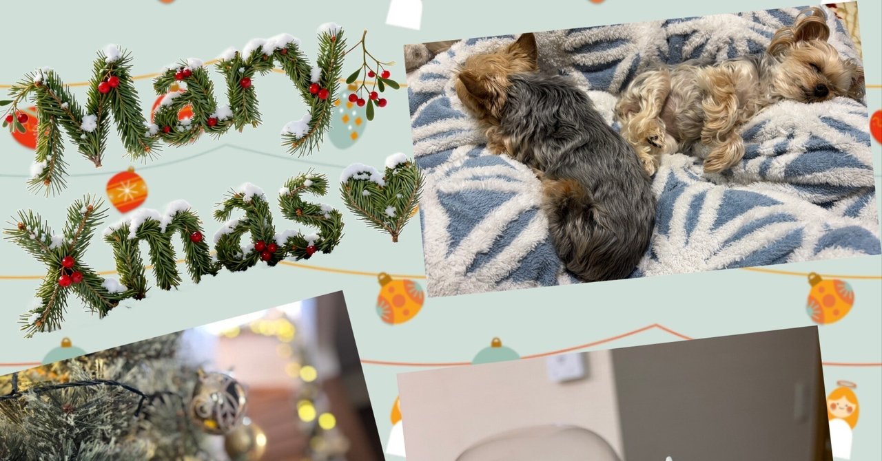 犬にとって「食べる・眠る」は最高の整体。クリスマスに改めて感じた、わんこと健康の話｜Private Dog Care てくてく