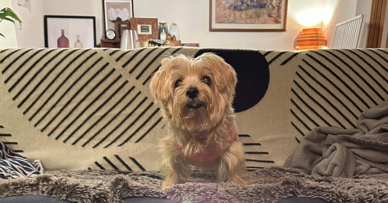 HAPPY BIRTHDAYでメリクリな愛犬🎂｜Sirius Interior Design | インテリアコーディネーター
