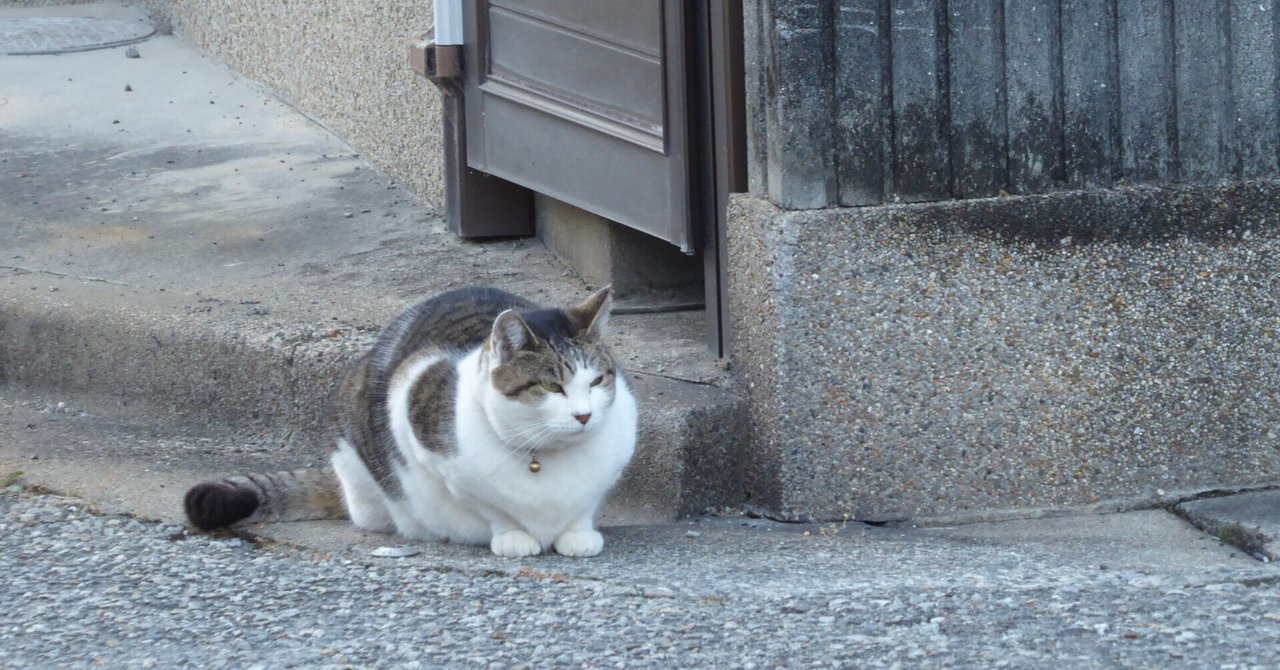 写真日記「あっちとこっちに猫」｜ともた