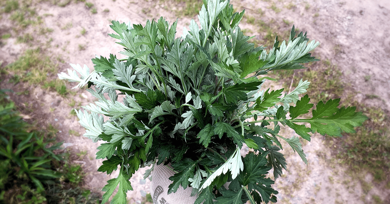 乙なよもぎ団子を作る。｜Fifi / Ryosuke Oya