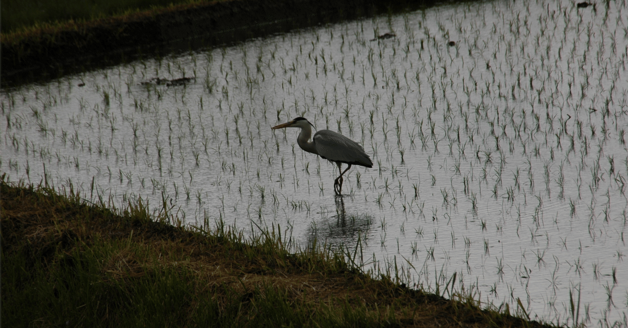 もやもやと想念とアニミズム｜みちよこ