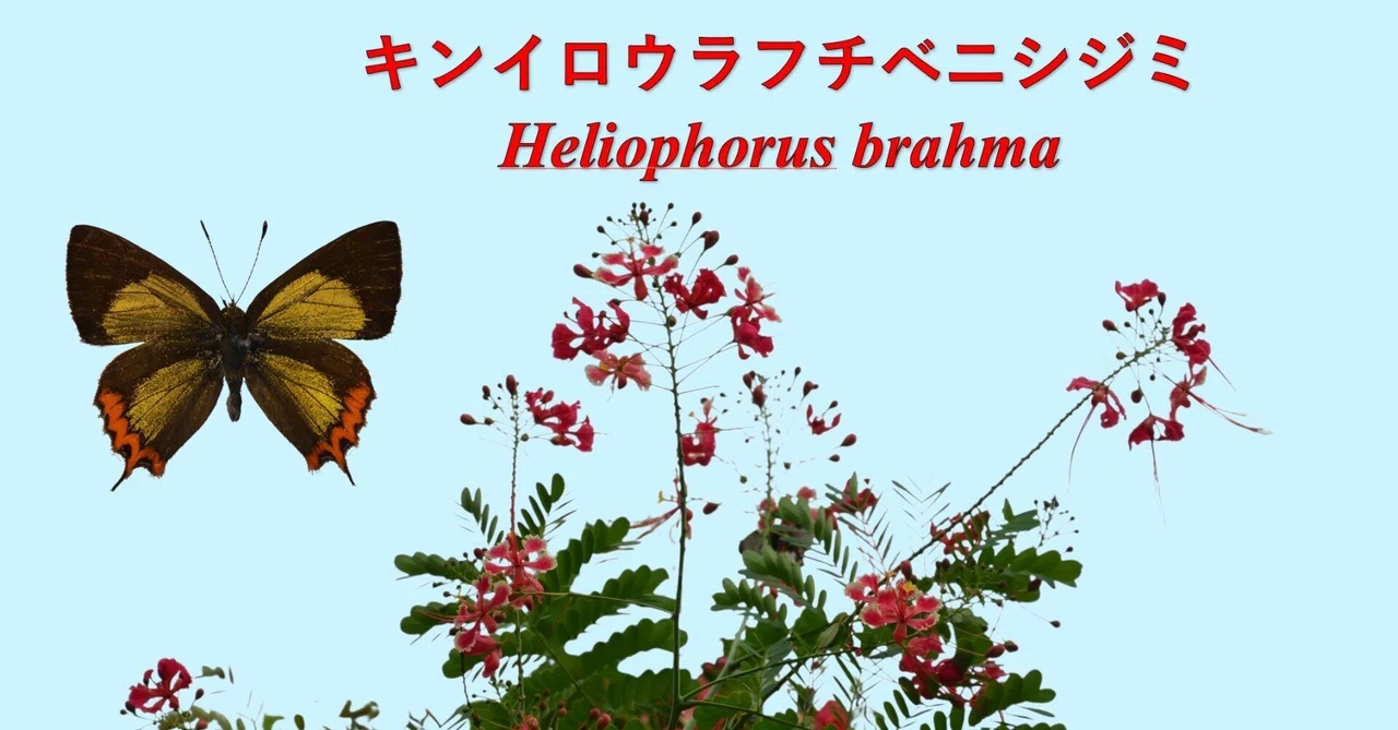 キンイロウラフチベニシジミ🦋 Heliophorus brahma mogoka｜Tropical Delights Lover
